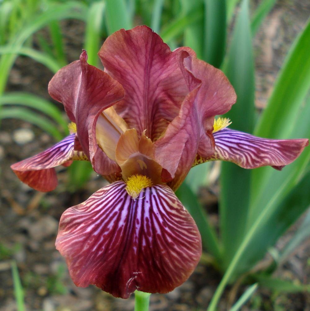 Miniature Tall Bearded Iris (Iris 'Black Cherry Sorbet') in the Irises Database - Garden.org