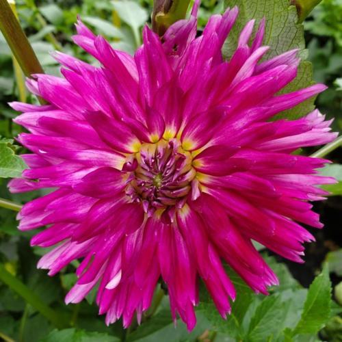 Dahlia 'Beep Beep' in the Dahlias Database - Garden.org