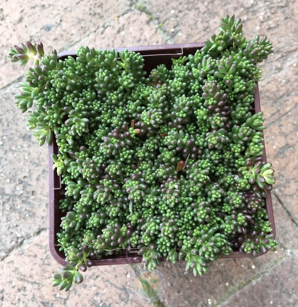 Photo of the seedling or young plant of White Stonecrop (Sedum album ...