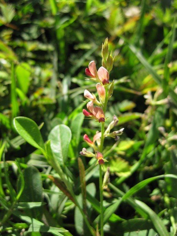 Photo of the bloom of Alyce Clover (Alysicarpus vaginalis) posted by ...