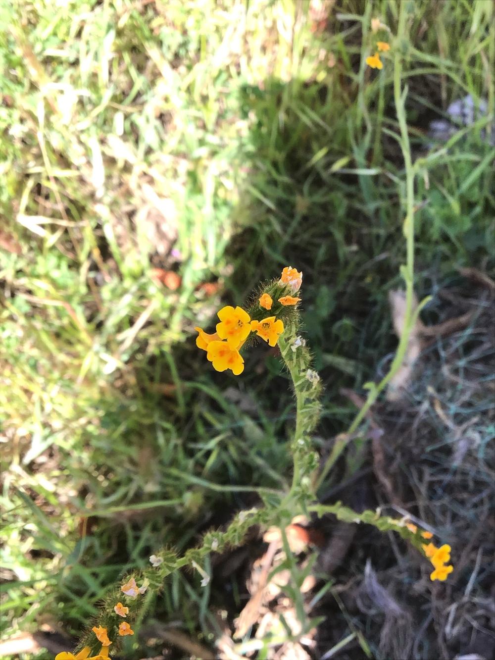 Photo of the bloom of Common Fiddleneck (Amsinckia intermedia) posted ...