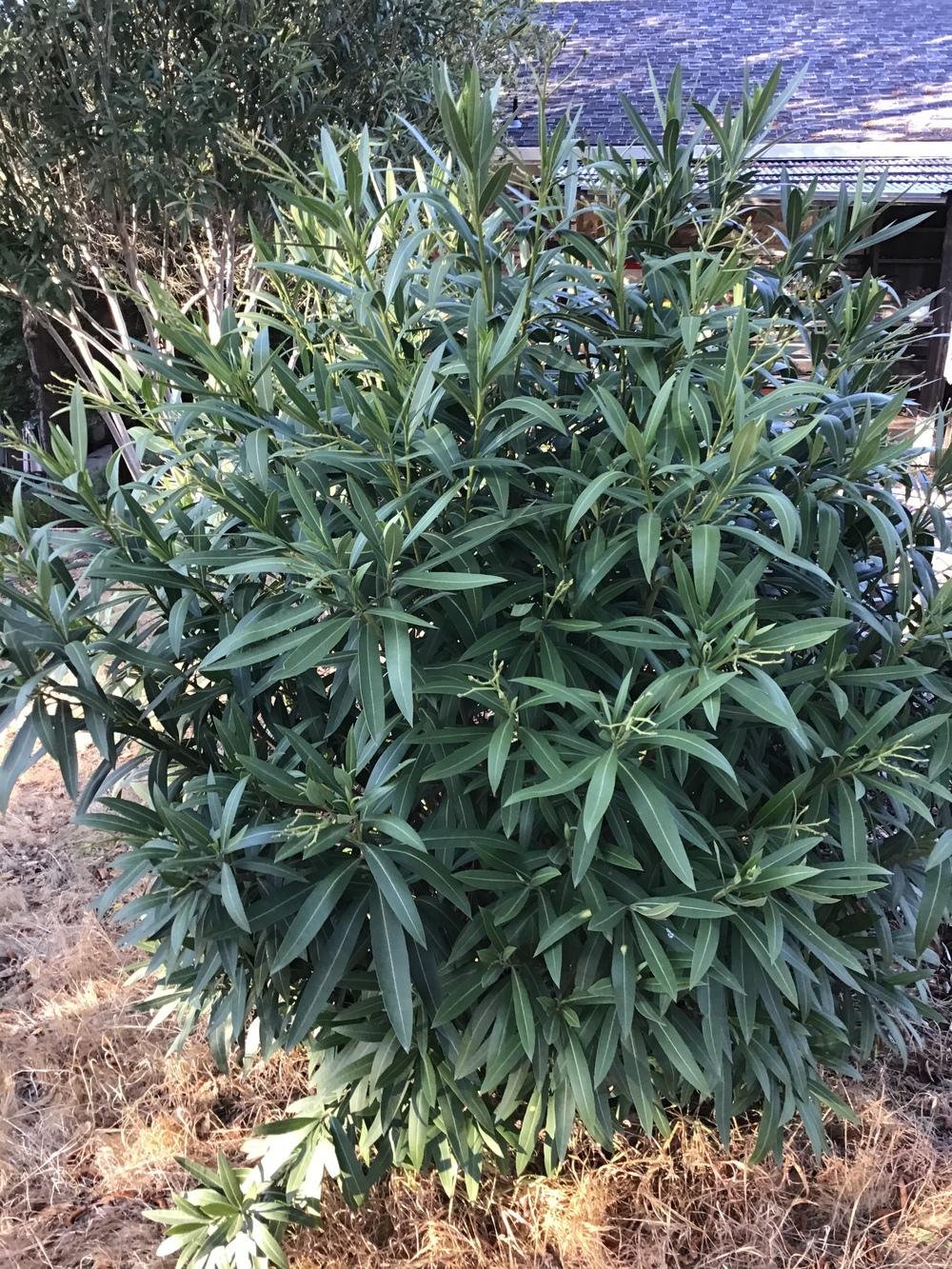 Oleanders: Plant Care and Collection of Varieties - Garden.org