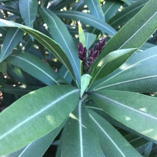 Oleander (Nerium oleander 'Red Cardinal') in the Oleanders Database ...