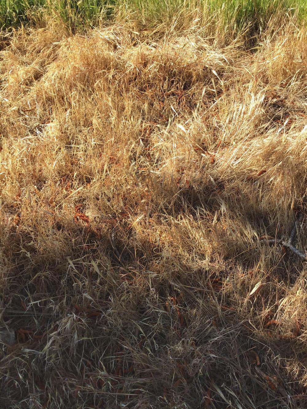 Mouse Barley (Hordeum murinum) - Garden.org