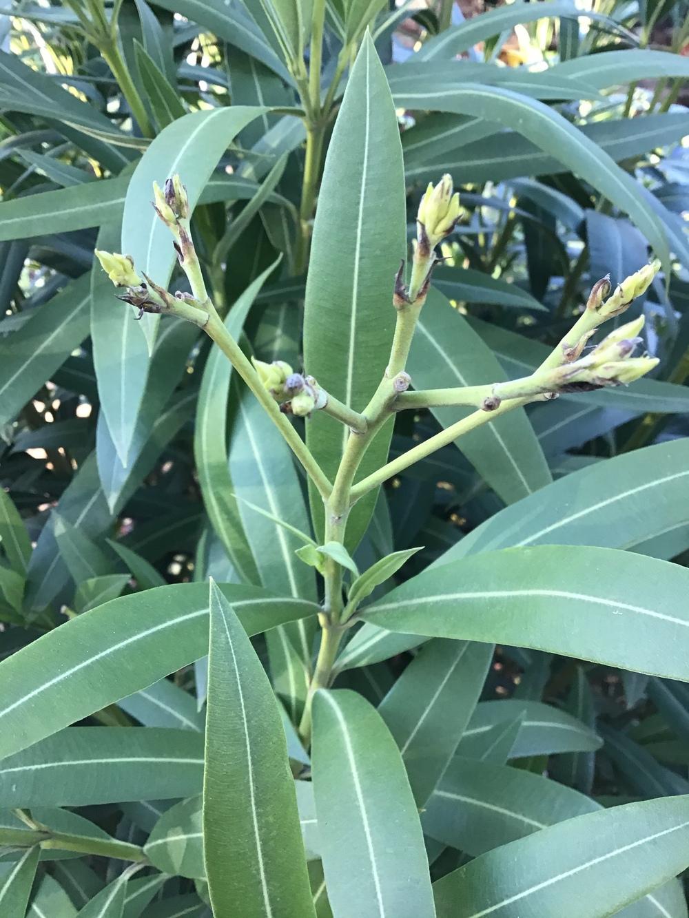 Oleanders: Plant Care and Collection of Varieties - Garden.org