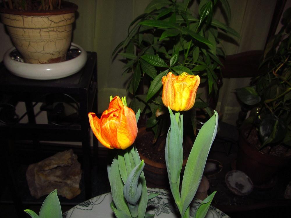 Double Early Tulip (Tulipa 'Flaming Baby') in the Tulips Database ...