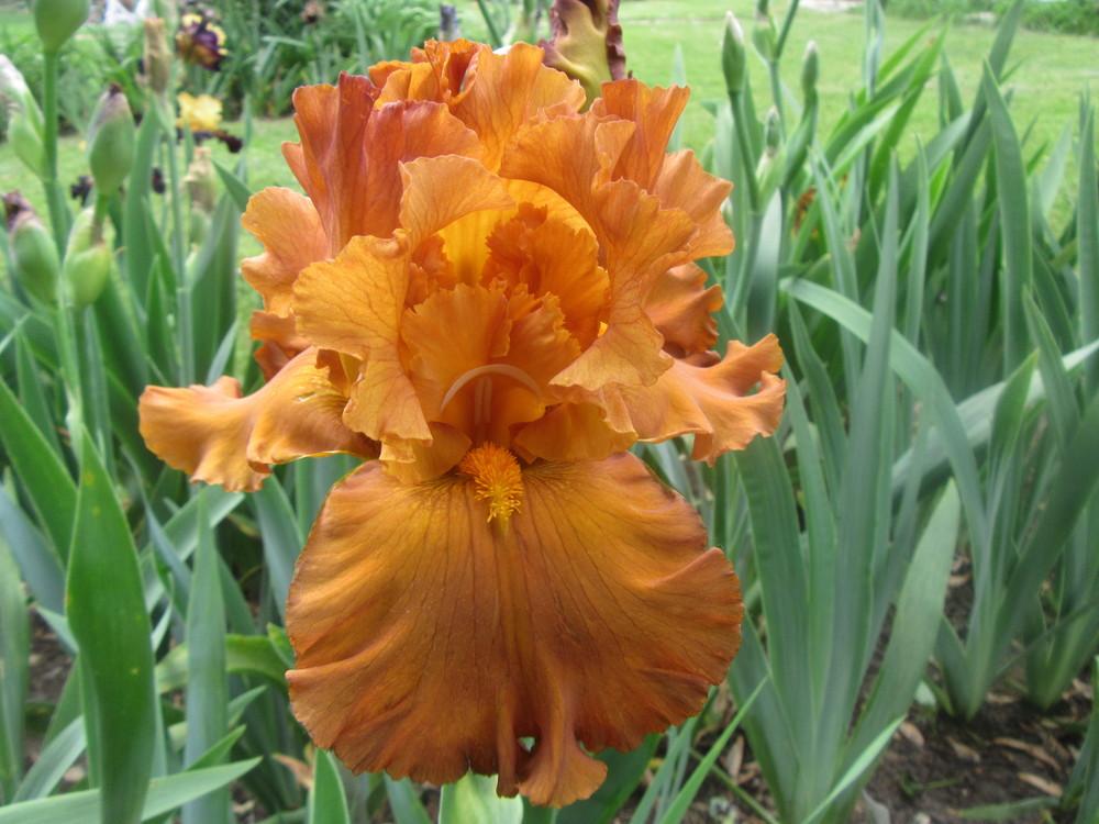 Photo of the bloom of Tall Bearded Iris (Iris 'Golden Panther') posted ...