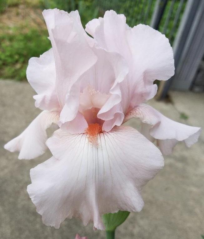 Photo of the bloom of Tall Bearded Iris (Iris 'Vanity') posted by ...