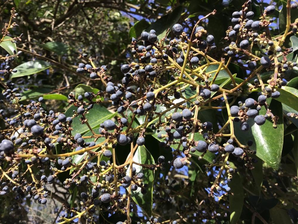 Japanese Privet Tree Berries