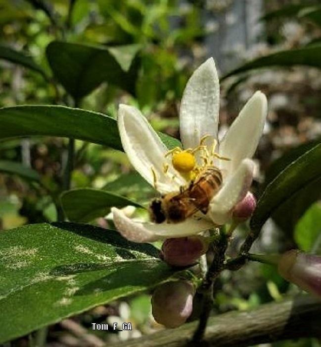 Citrus Fruits: Plant Care and Collection of Varieties - Garden.org