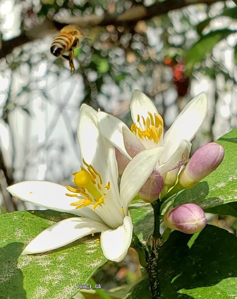 Meyer Lemon (Citrus x limon 'Improved Meyer') in the Citrus Fruits ...