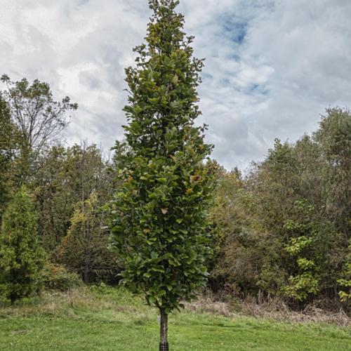 Oak (Quercus x warei Regal Prince) - Garden.org