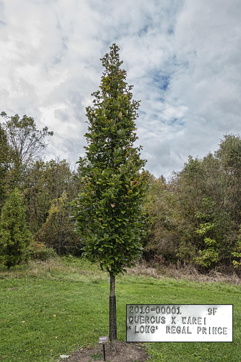 Oak (Quercus x warei Regal Prince) - Garden.org