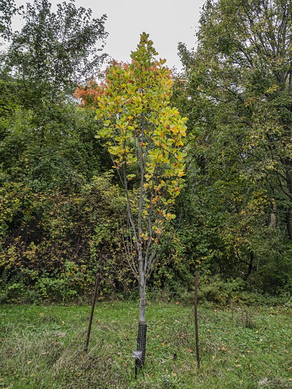 Tulip Tree (Liriodendron tulipifera 'Fastigiatum') - Garden.org