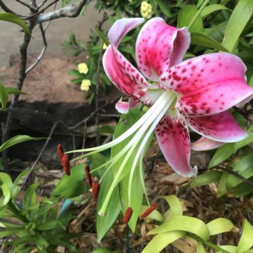 Rubrum Lily (Lilium speciosum) in the Lilies Database - Garden.org