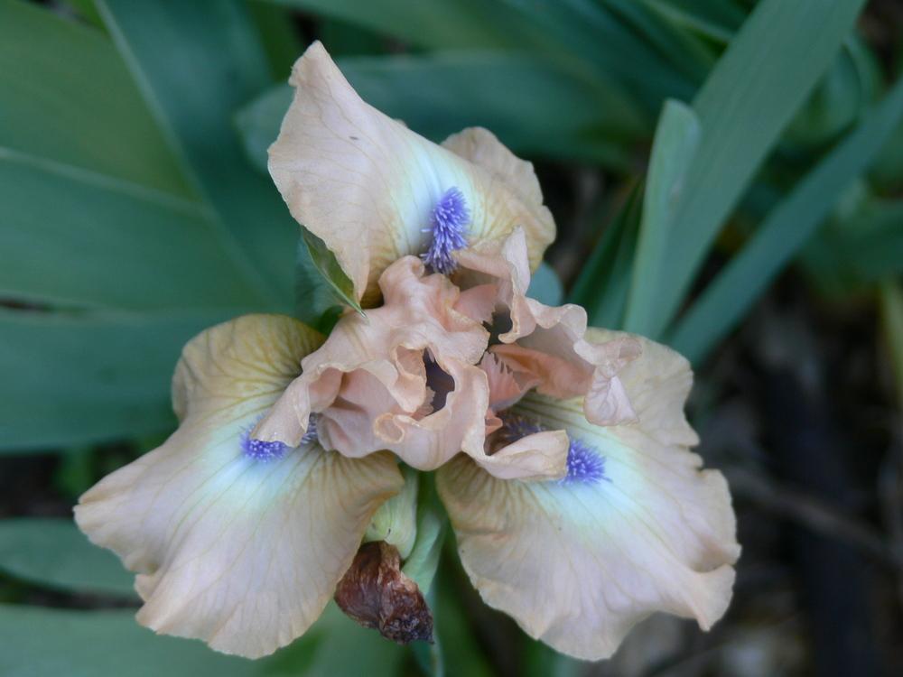 Photo of the bloom of Standard Dwarf Bearded Iris (Iris 'Poignant ...