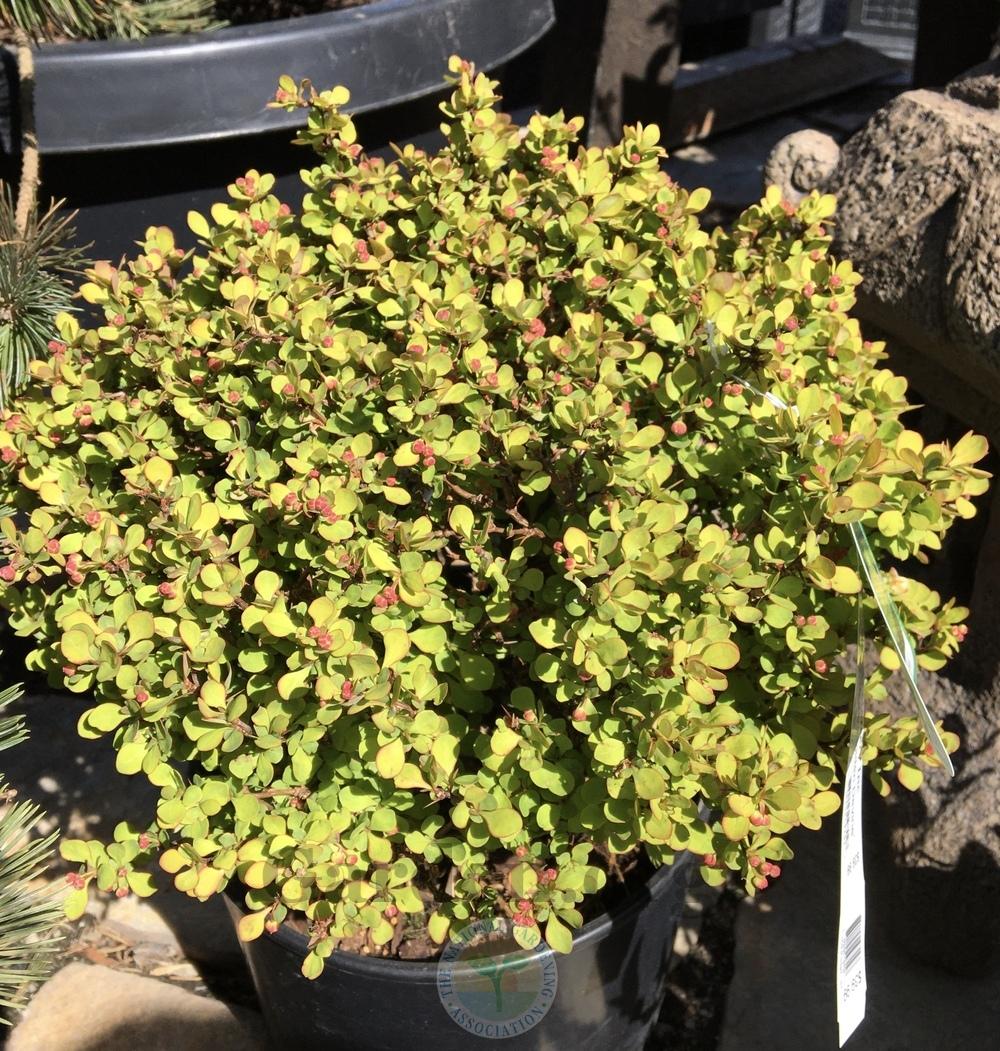 Japanese Barberry (Berberis thunbergii 'Golden Devine') in the ...