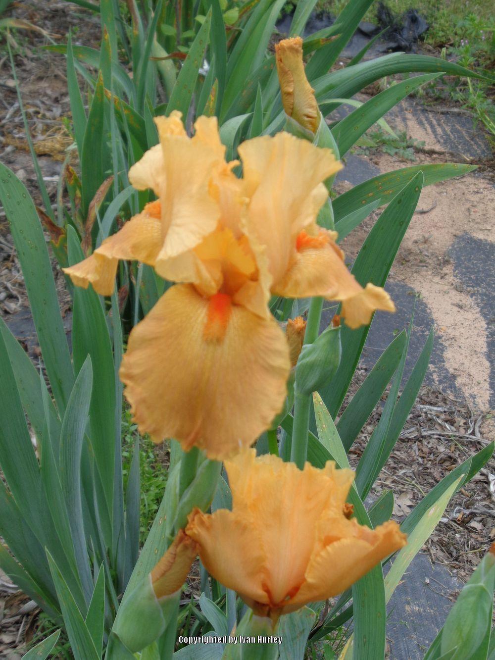 Photo of the bloom of Tall Bearded Iris (Iris 'Flaming Star') posted by Ivan_N_Tx - Garden.org
