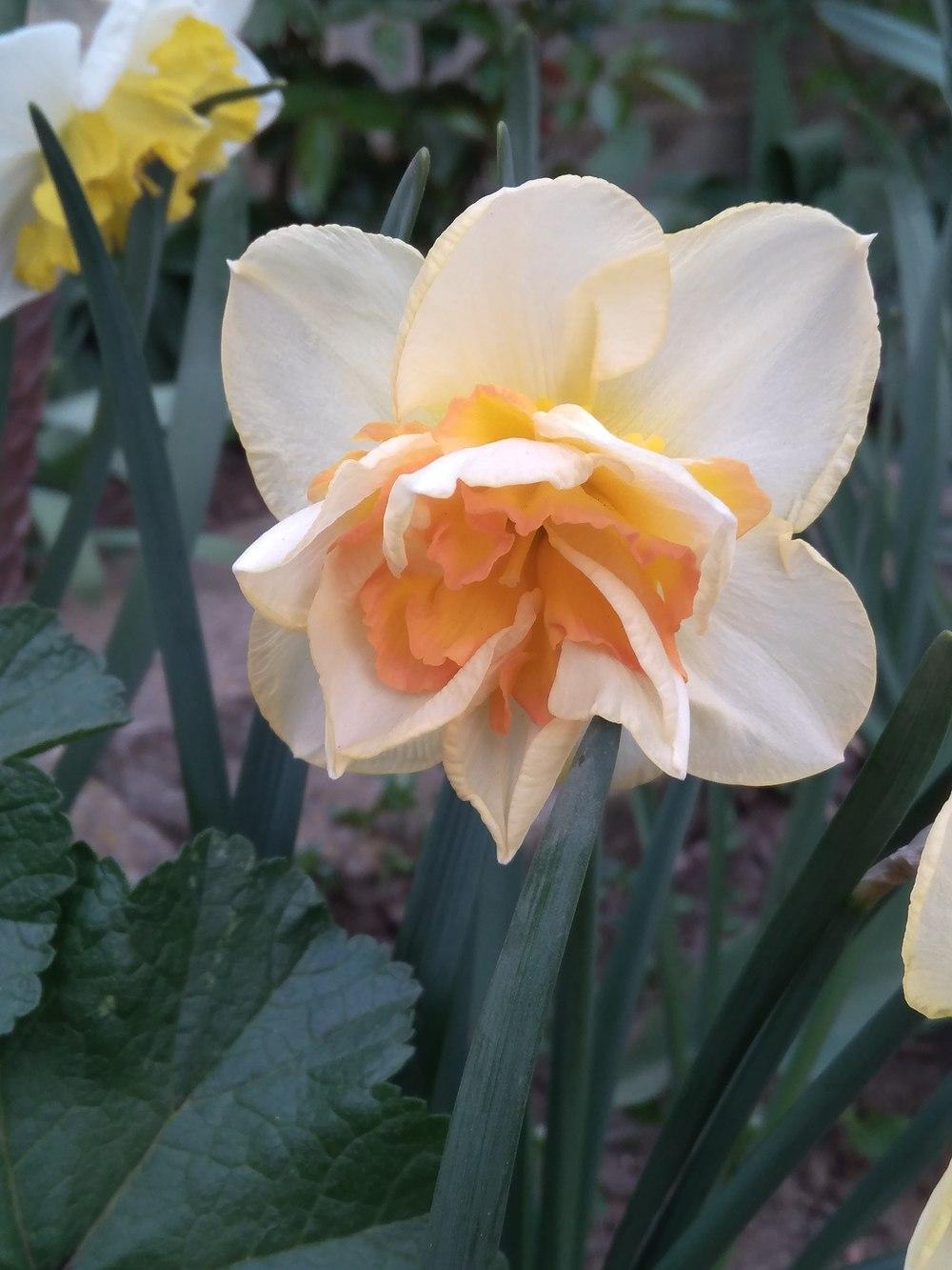 Double Daffodil (Narcissus 'Sweet Ocean') in the Daffodils Database ...