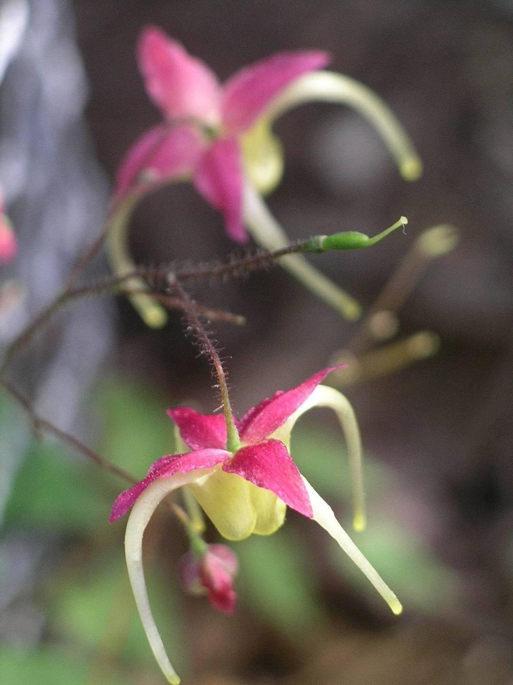 Photo of the bloom of Epimedium 'Yokihi' posted by SL_gardener - Garden.org