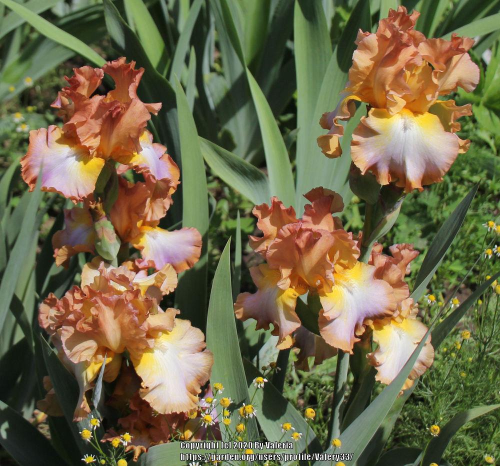 Tall Bearded Iris (Iris 'Different World') in the Irises Database ...