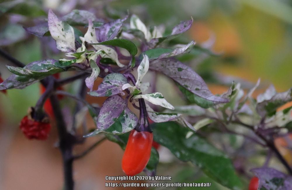 Capsicum annuum 'Purple Tiger Trifetti' in the Peppers Database ...