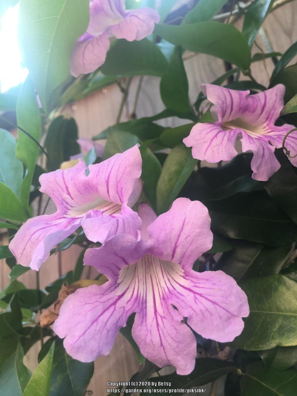 Photo of the bloom of Lavender Trumpet Vine (Bignonia callistegioides ...