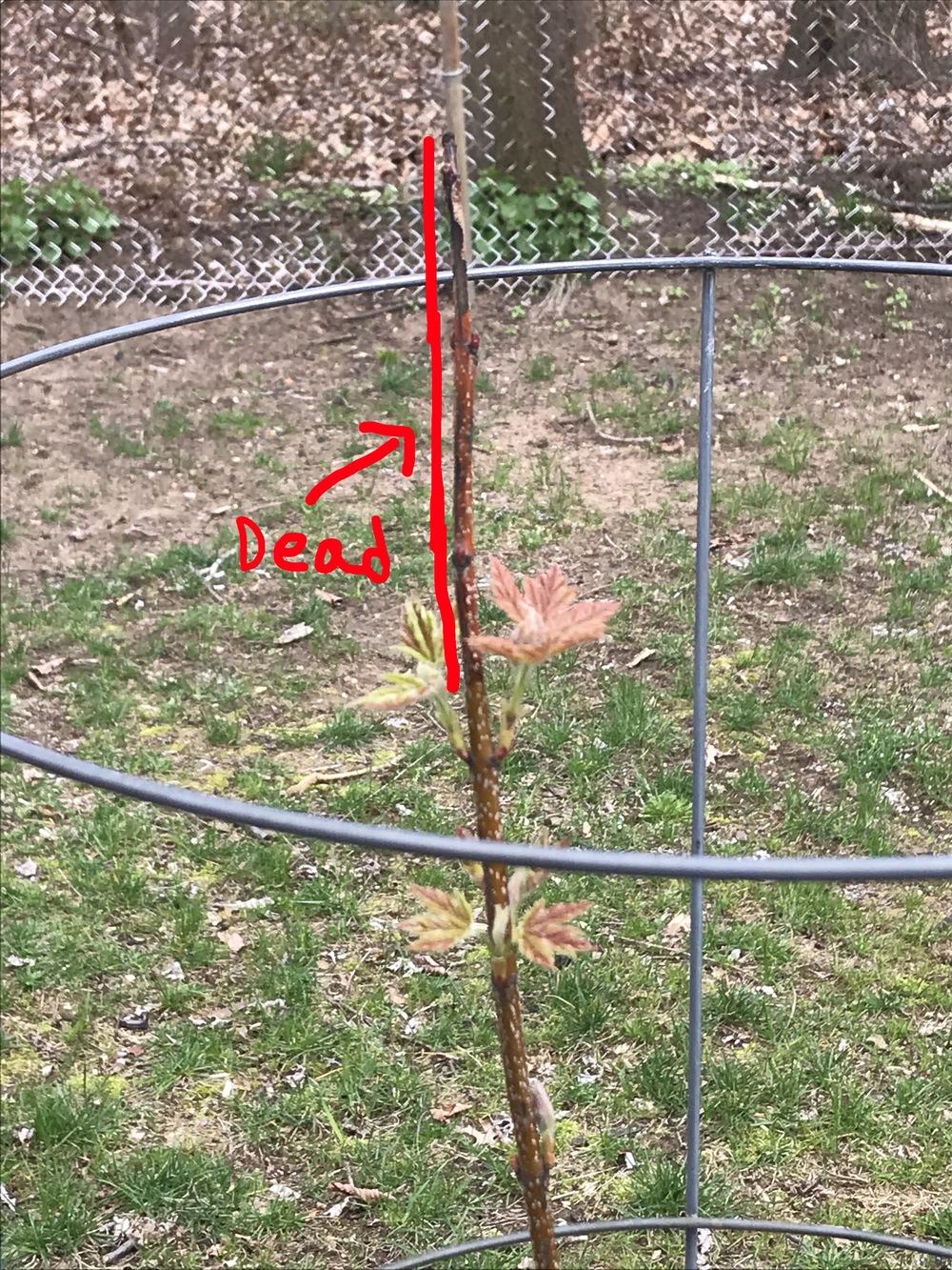 Should I prune this dead part of a maple sapling? in the Ask a Question ...