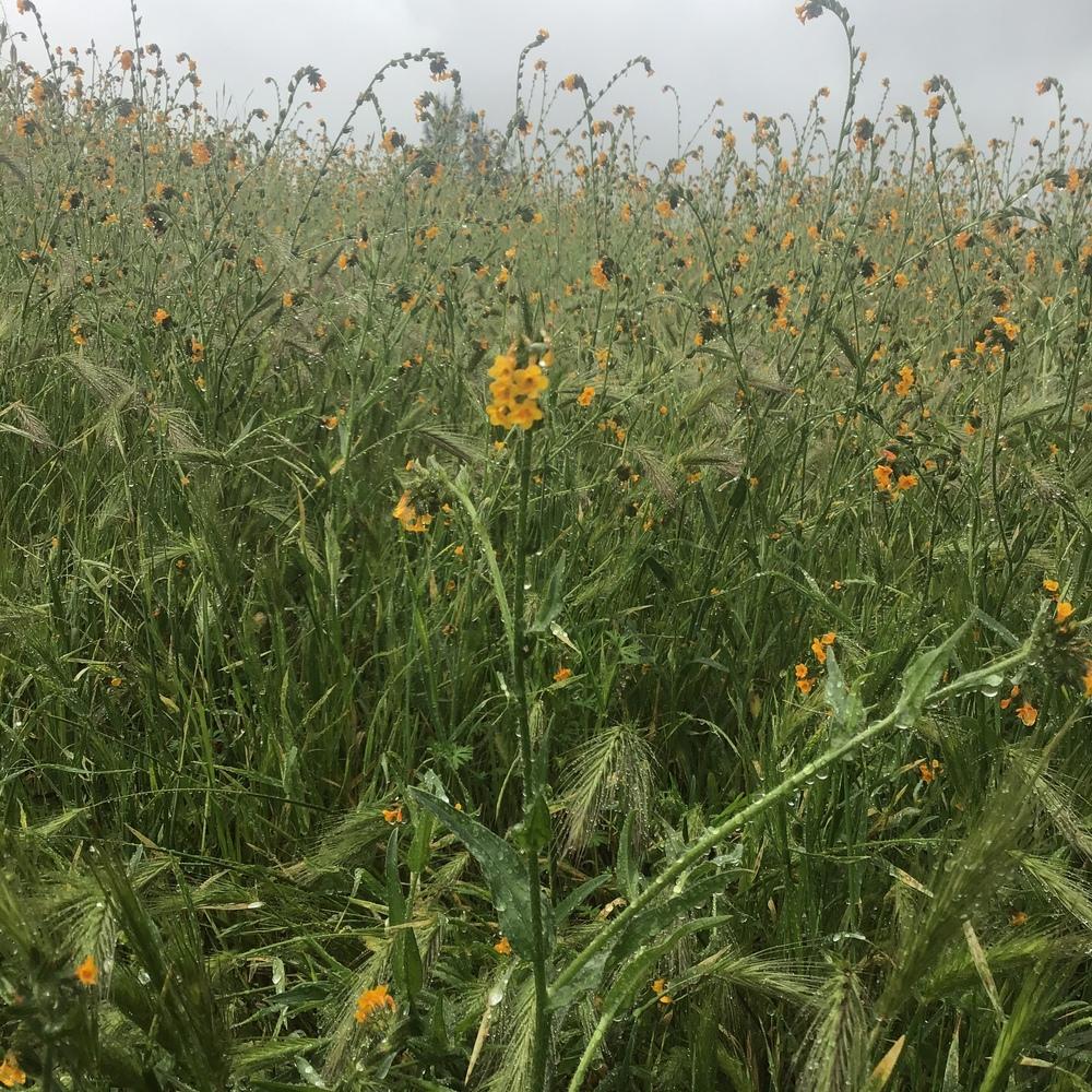 Photo of the entire plant of Common Fiddleneck (Amsinckia intermedia ...