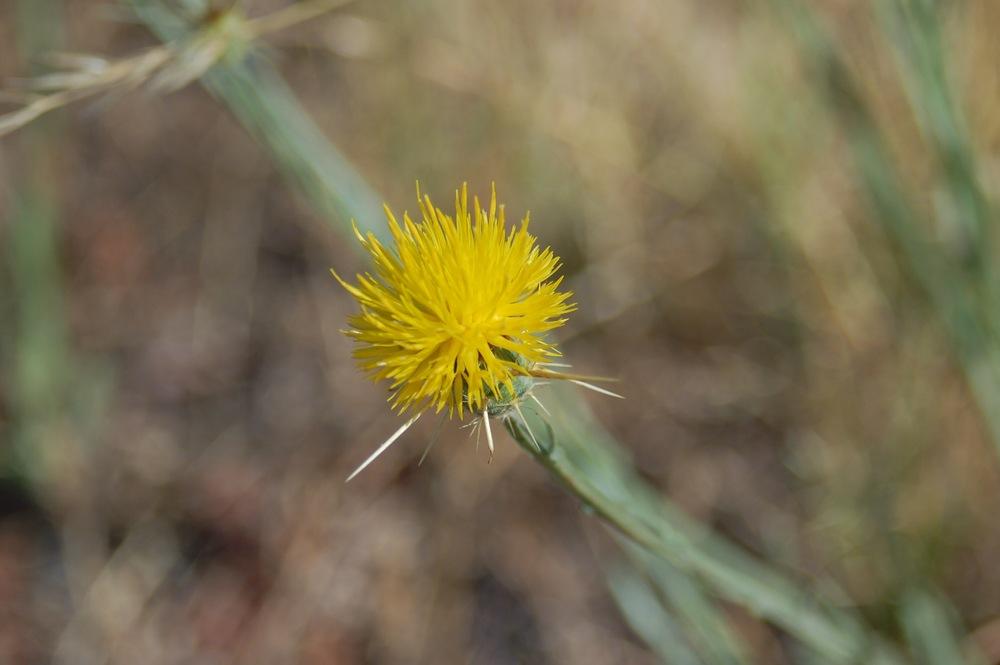 Yellow Star-Thistle (Centaurea solstitialis) - Garden.org