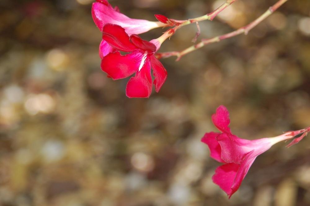 Photo of the bloom of Oleander (Nerium oleander 'Red Cardinal') posted ...