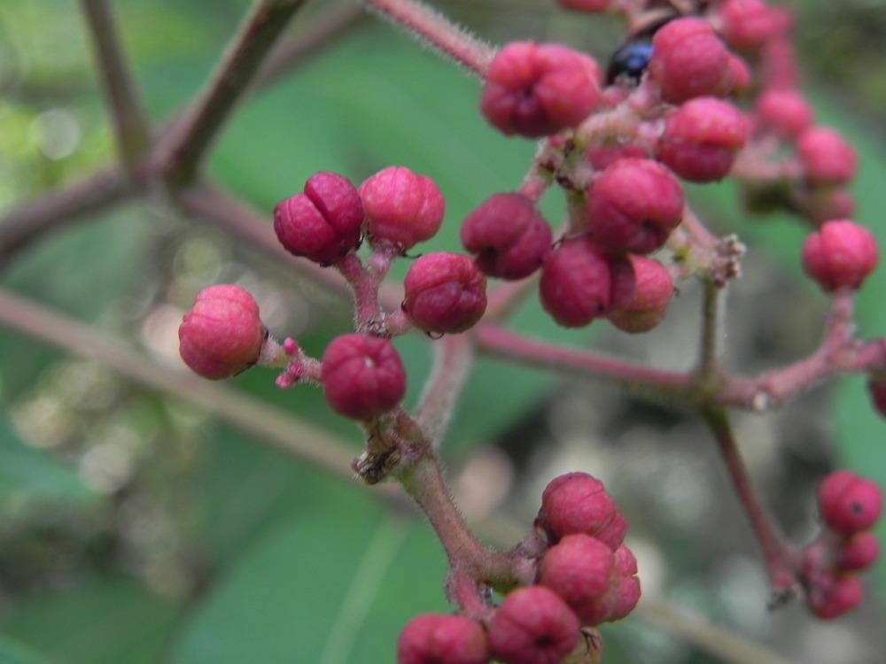 Photo of the fruit of Bee Bee Tree (Tetradium daniellii) posted by SL ...