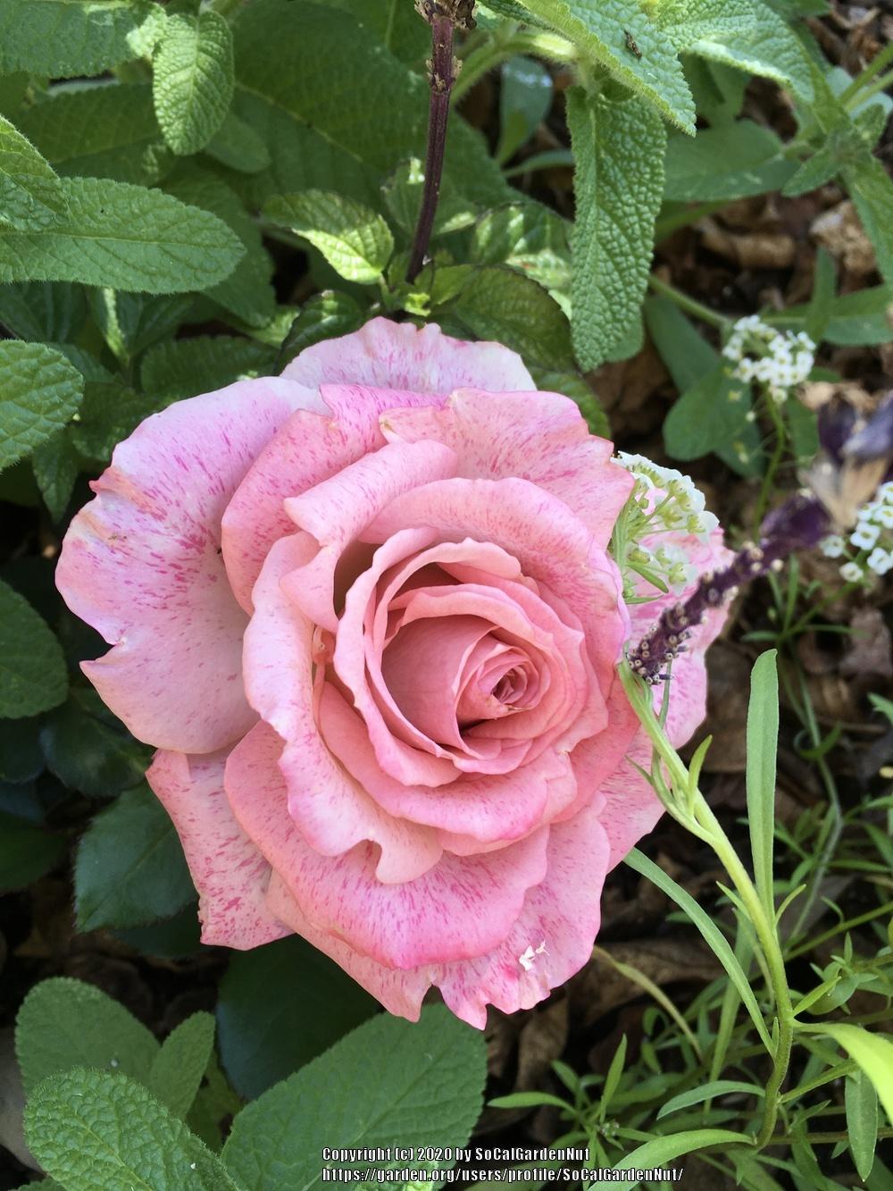 Photo of the bloom of Rose (Rosa 'Pinkerbelle') posted by ...