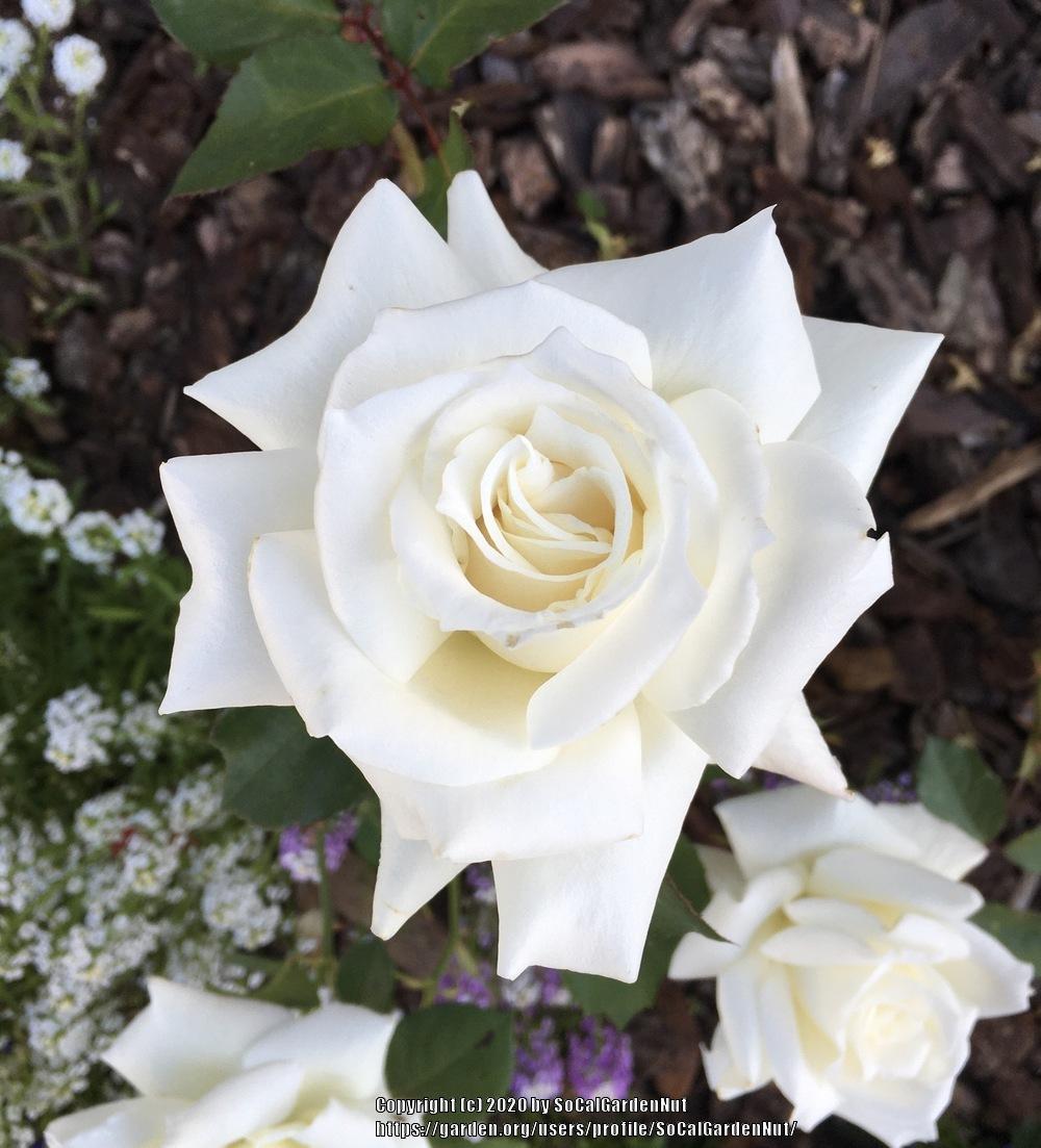 Photo of the bloom of Rose (Rosa 'Pascali') posted by SoCalGardenNut ...