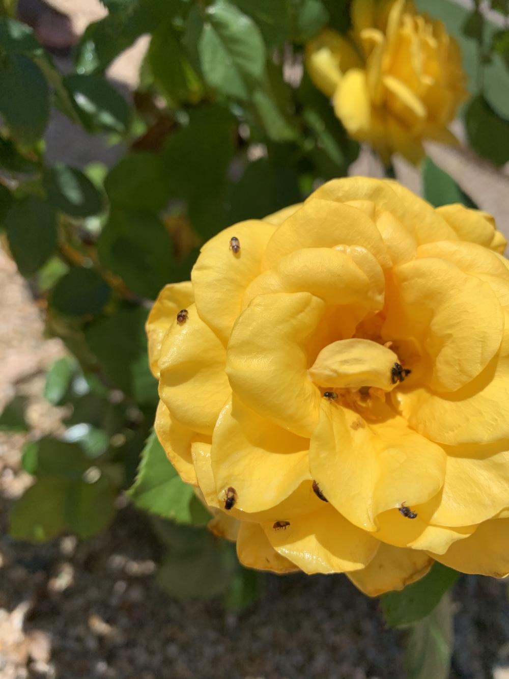 Small black bugs on roses in the Pests and Diseases forum - Garden.org
