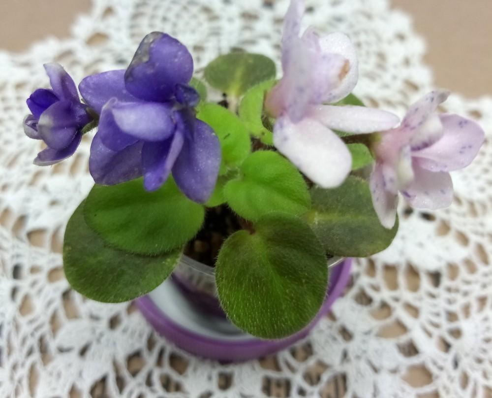 African Violet (Streptocarpus 'Rob's Boolaroo') in the Cape Primroses ...
