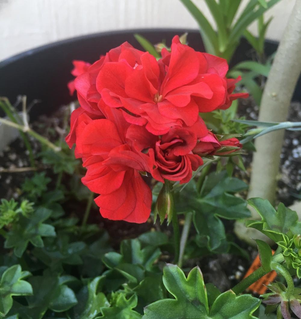 Fish Geranium (Pelargonium x hortorum Tango™ Dark Red) in the ...