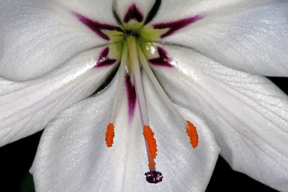 Aristea (Aristea spiralis) - Garden.org