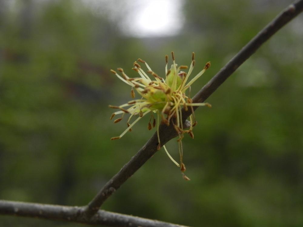 Eastern Swamp Privet (Forestiera acuminata) - Garden.org