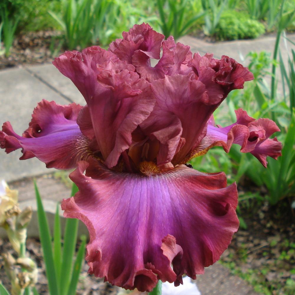 Photo of the bloom of Tall Bearded Iris (Iris 'Ravishing Ruby') posted ...