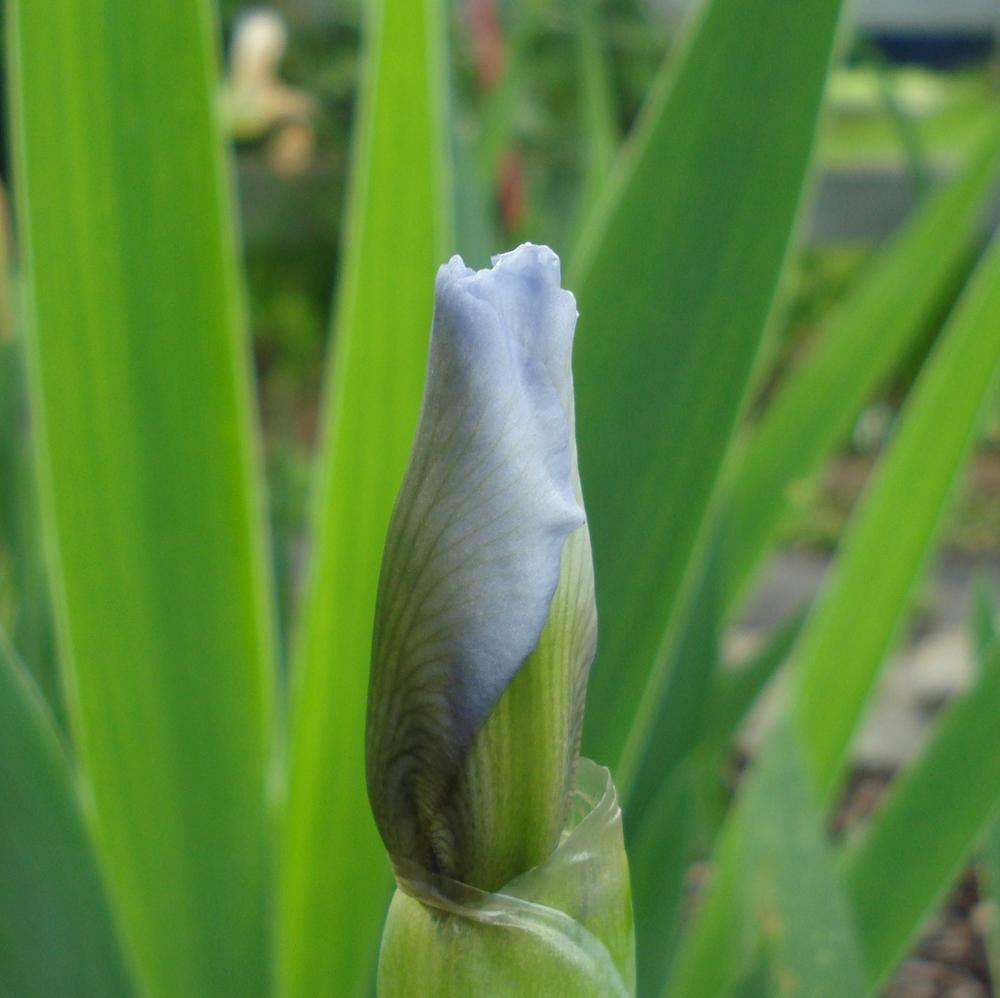 Photo of the closeup of buds, sepals and receptacles of Intermediate ...