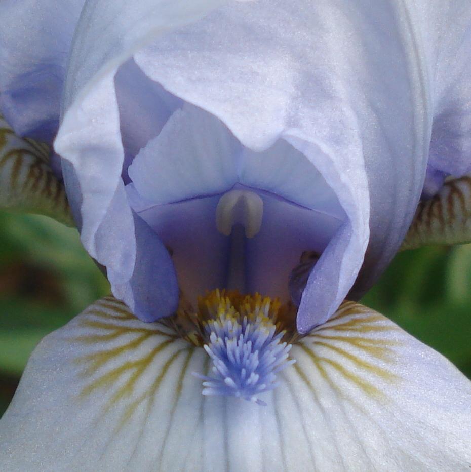 Intermediate Bearded Iris (Iris 'Baby Blue Marine') in the Irises ...