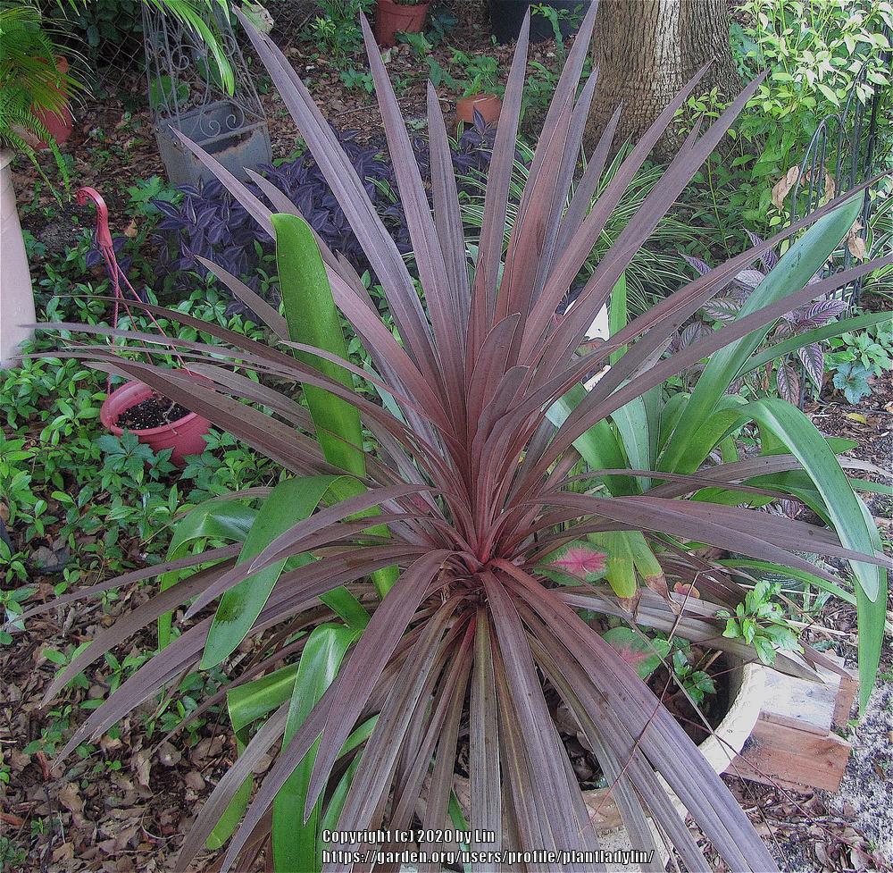 Cabbage Tree (Cordyline australis 'Red Star') - Garden.org