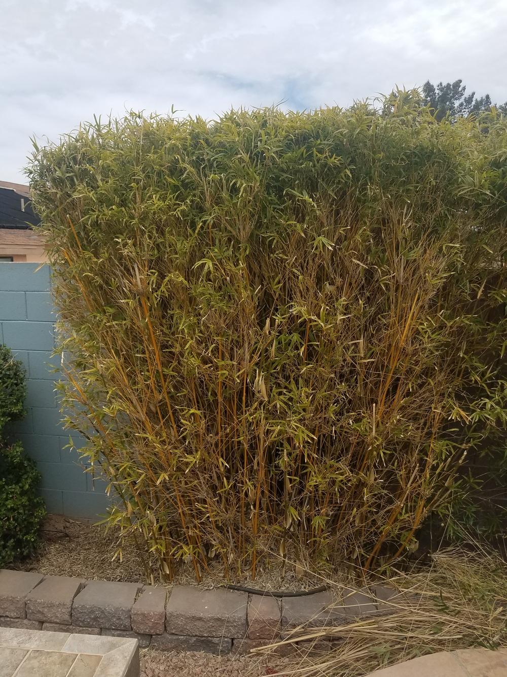 Bamboo Plants in Arizona look rough in the Ask a Question forum ...