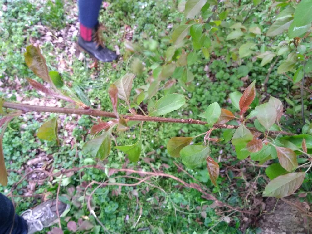 Unknown trees popping up everywhere in the Plant ID forum - Garden.org