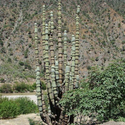 Armatocereus (Armatocereus rauhii subsp. balsasensis) - Garden.org