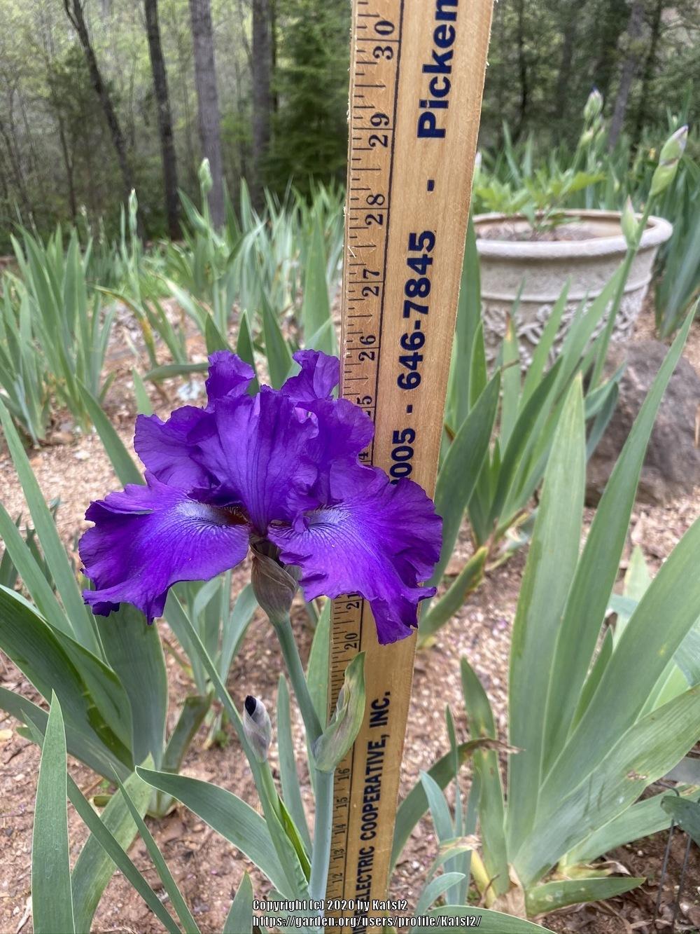 Iris ID. Grape purple in the Irises forum - Garden.org
