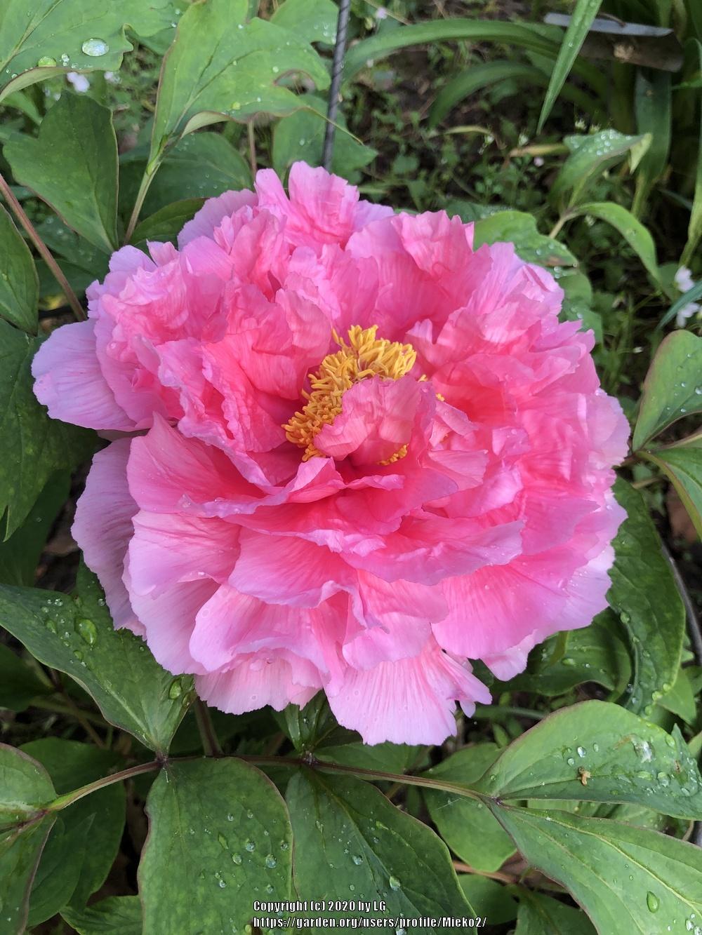 Tree Peony (Paeonia x suffruticosa 'Princess Chiffon') in the Peonies ...