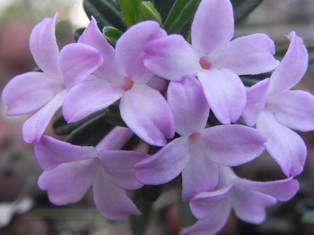 Photo of the bloom of Daphne (Daphne arbuscula) posted by SL_gardener ...