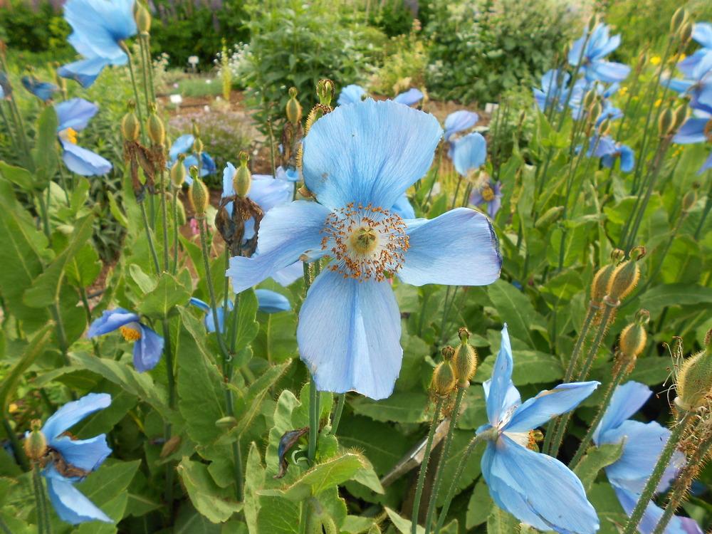 Meconopsis - Garden.org